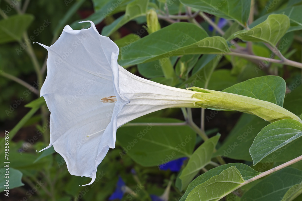 Devil's trumpet flower (Datura metel). Know also as Metel, Downy thorn ...