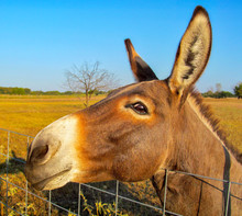 View Of Donkey Muzzle & Nostril Free Stock Photo - Public Domain Pictures
