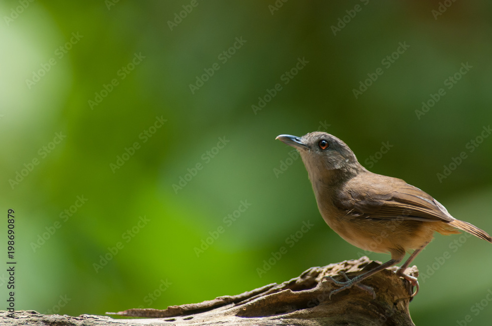 White-chested babbler ( Trichastoma rostratum) birds on tree branch ...