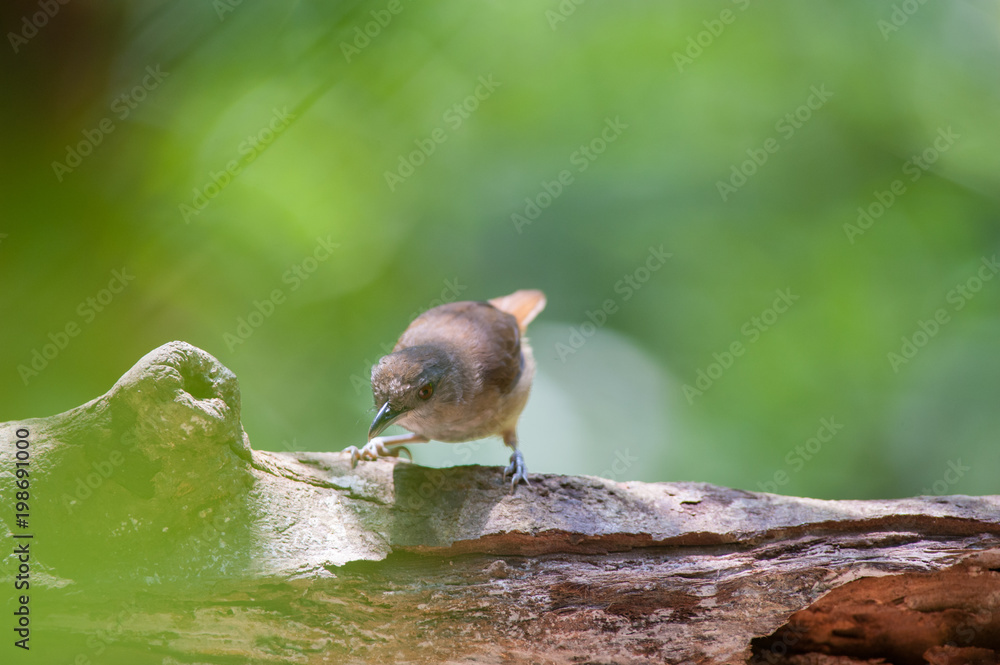 White-chested babbler ( Trichastoma rostratum) birds on tree branch ...