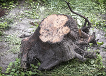 Uprooted Tree Stump Free Stock Photo - Public Domain Pictures