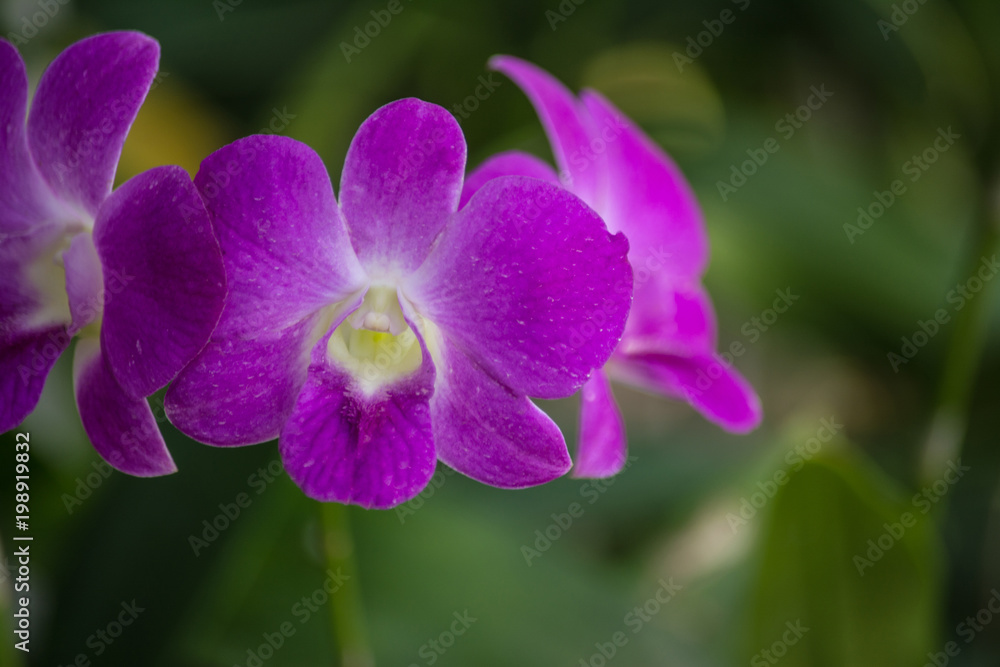 Vanda sanderiana that is the Queen of Philippine flowers and is ...