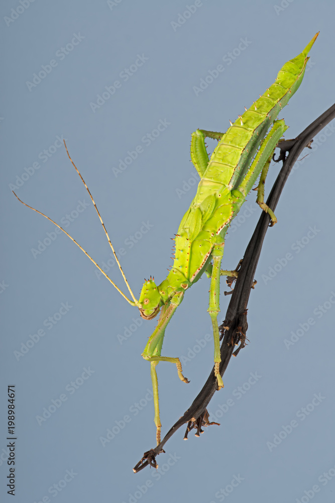 Female Jungle Nymph Stick Insect (Heteropteryx dilatata)/Malaysian ...