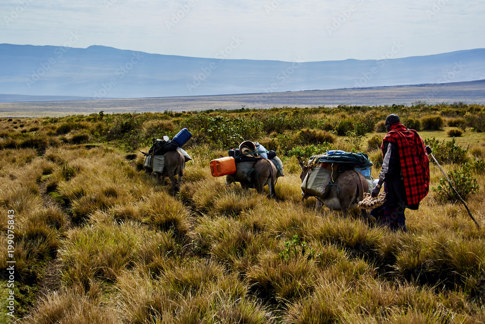 Hike Ngorongoro Conservation Area National park Highlands craters en ...