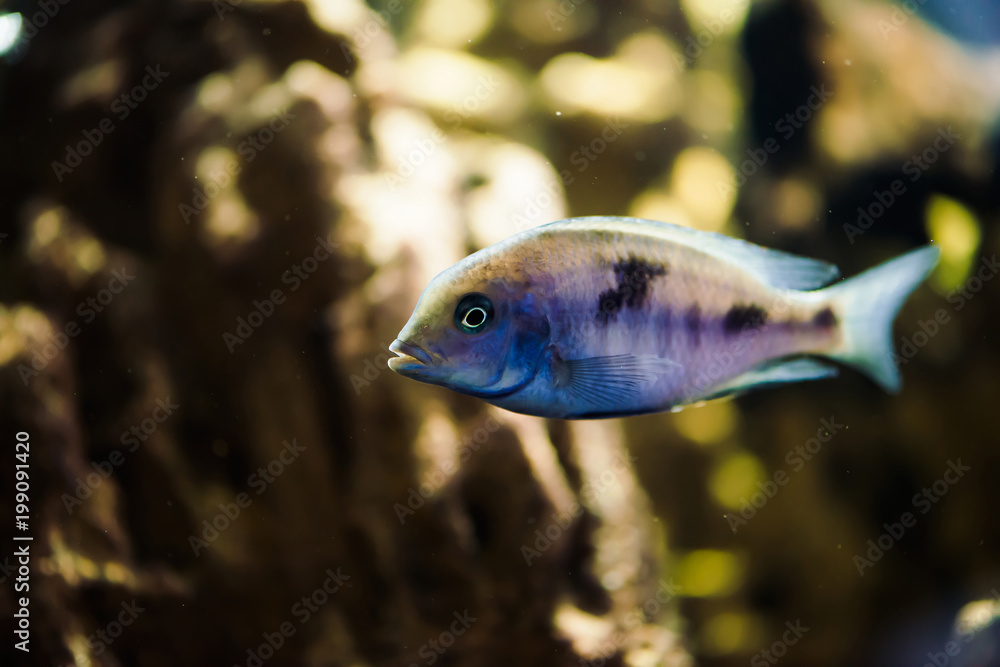 Sciaenochromis Fryeri fish of blue color with black spots floats in ...