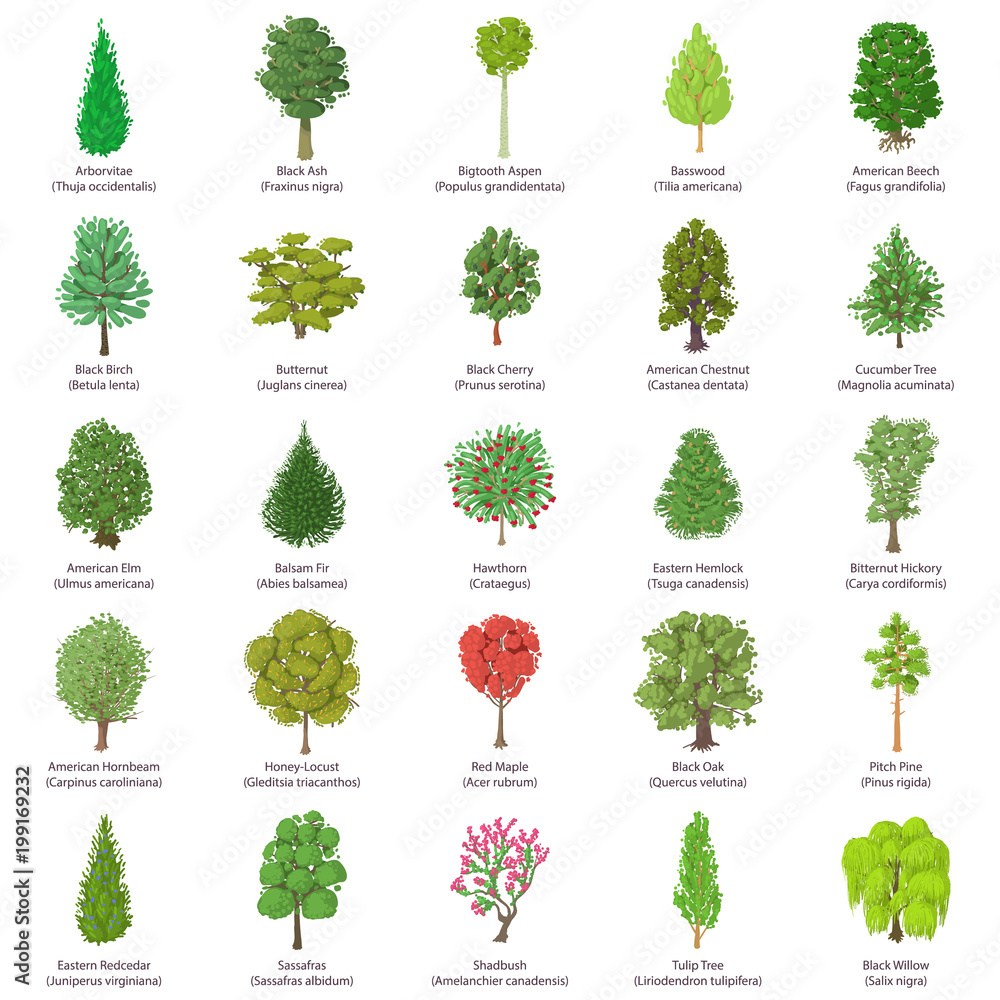Tree types icons set, isometric style Stock Vector | Adobe Stock