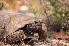 Gopher Tortoise Free Stock Photo - Public Domain Pictures