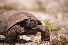 Gopher Tortoise Free Stock Photo - Public Domain Pictures