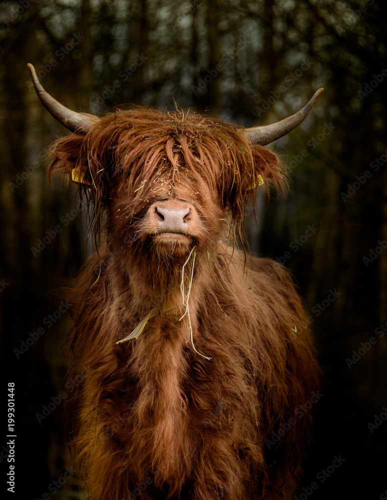 Schottisches Hochlandrind im Wald Stock Photo | Adobe Stock