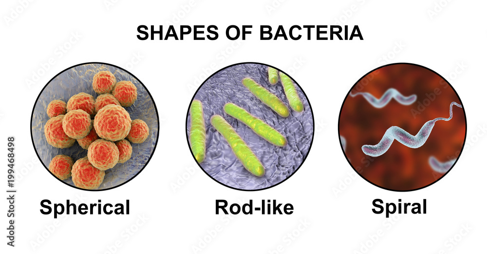 Shapes of bacteria, spherical, rod-like and spiral bacteria, view under ...