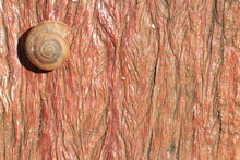 Snail Shell House Vintage Free Stock Photo - Public Domain Pictures