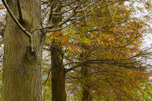 Bald Cypress Tree Branches In Fall Free Stock Photo - Public Domain ...
