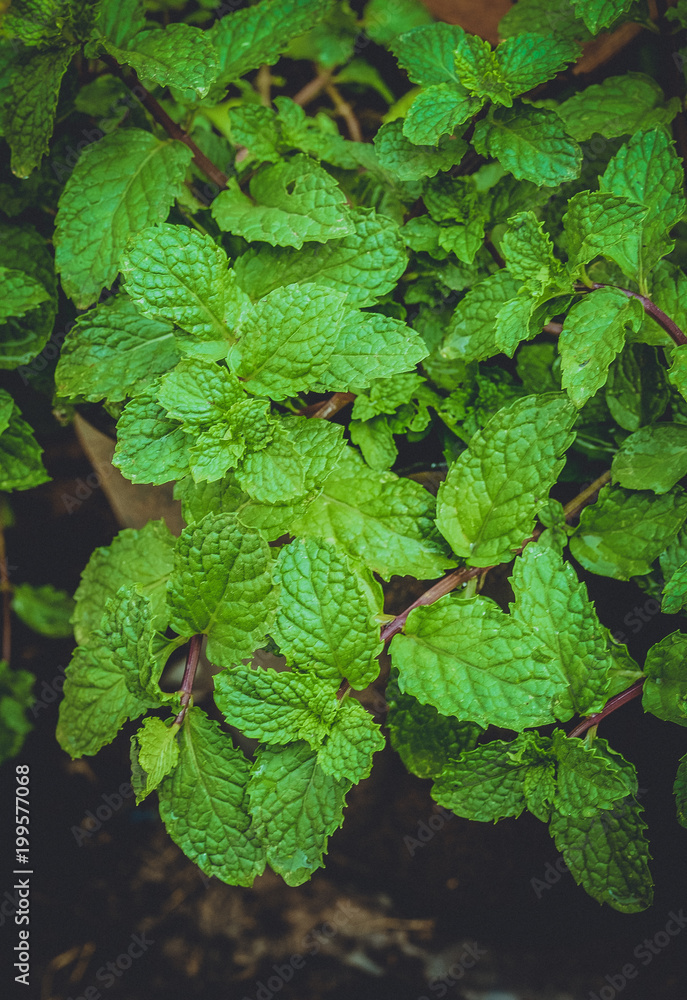 Mint leaf green plants aromatic properties of strong teeth and fresh ...