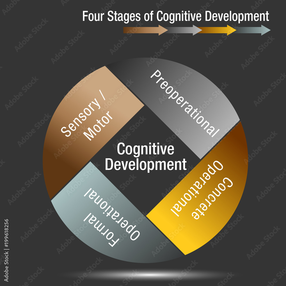 Four Stages of Cognitive Development Stock Vector | Adobe Stock