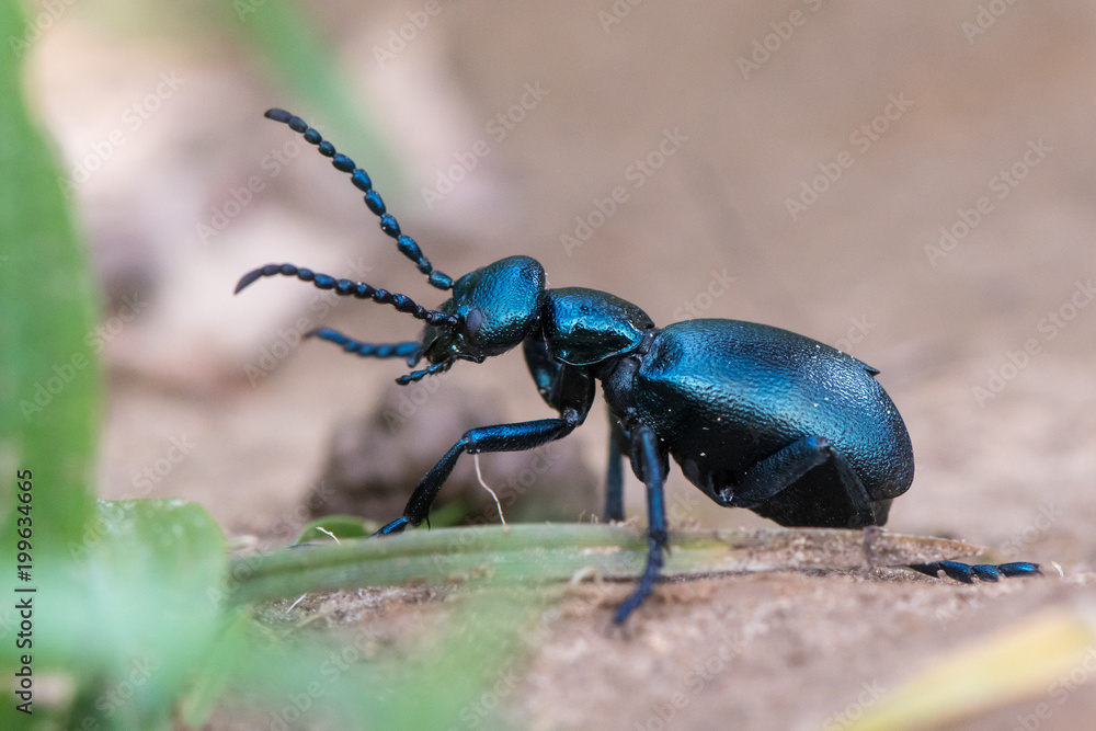 Black oil beetle (Meloe proscarabaeus) female in profile. European ...