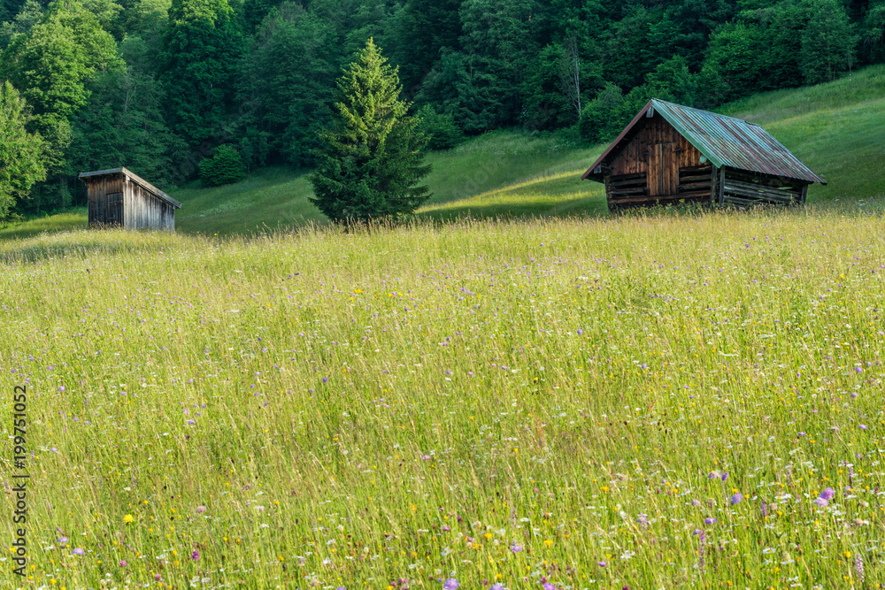 Feld Wiese mit Blumen und Holzhütte in den Alpen in Bayern Stock Photo ...