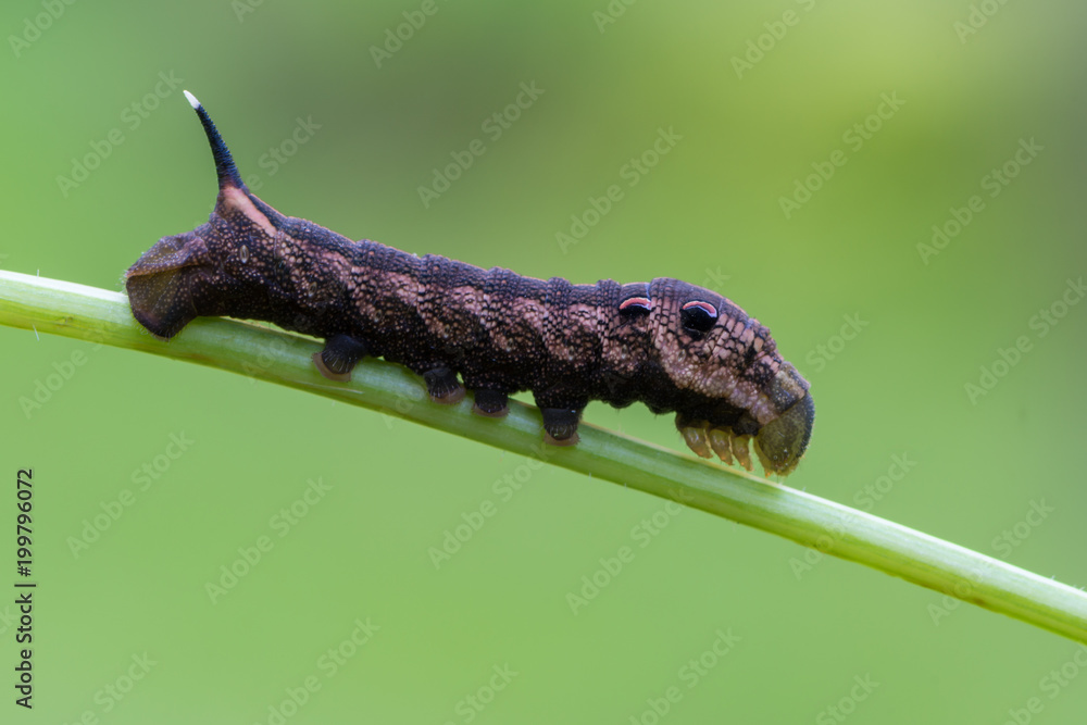 elephant hawk moth - Deilephila elpenor - larva Stock Photo | Adobe Stock
