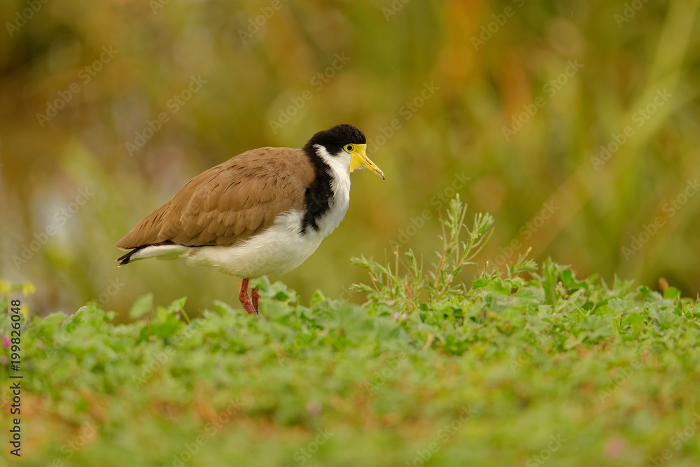 The masked lapwing Vanellus miles also known as the masked plover and ...
