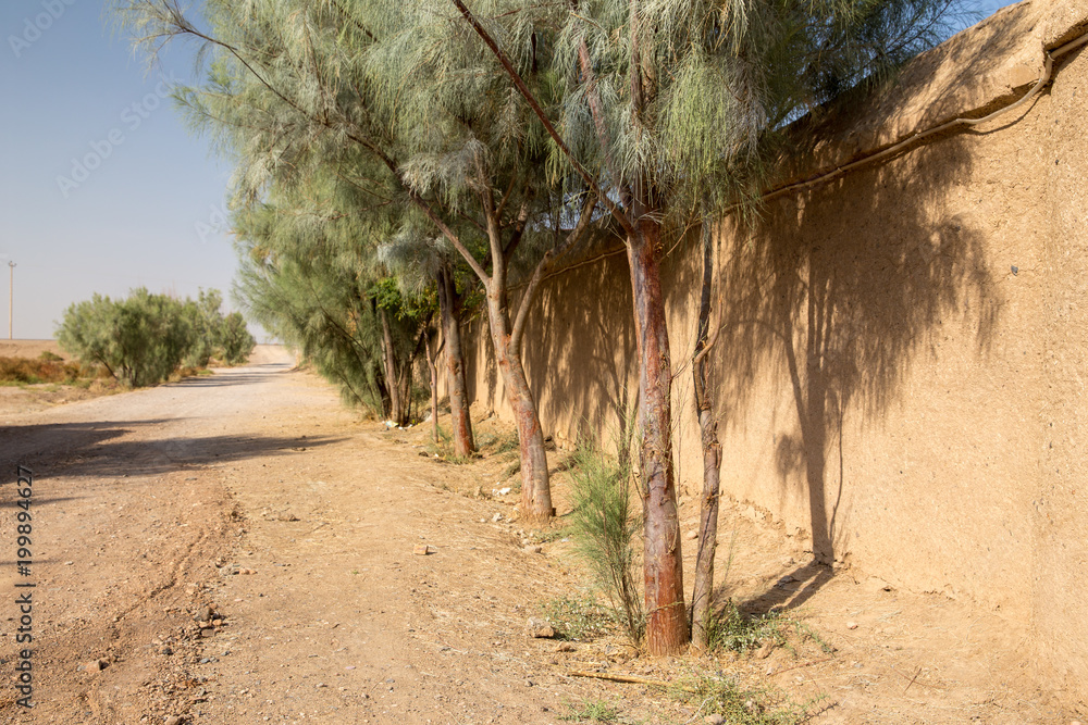 Tamarix aphylla, Fakhrabad, Khorasan, Iran Stock Photo | Adobe Stock