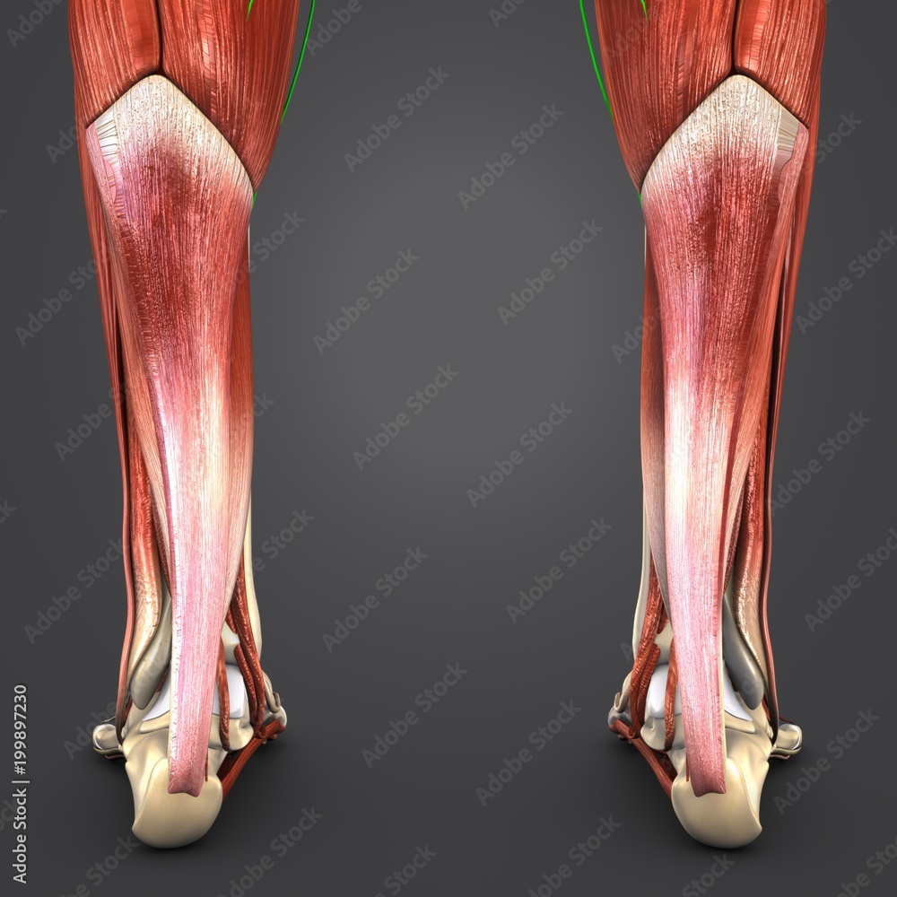 Muscles of Leg with Lymph nodes Posterior view closeup Stock ...