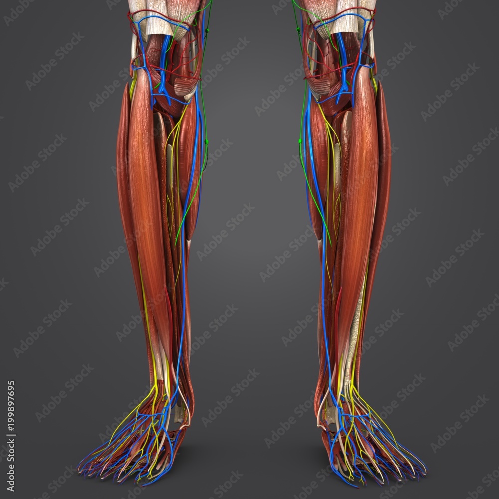Leg Muscles with Circulatory system, Nerves and Lymph nodes Stock ...