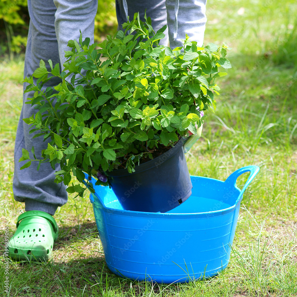 Planting plants step by step / ornamental shrub - irrigation before ...