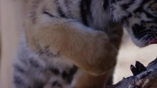Tiger Cub Turning Free Stock Photo - Public Domain Pictures