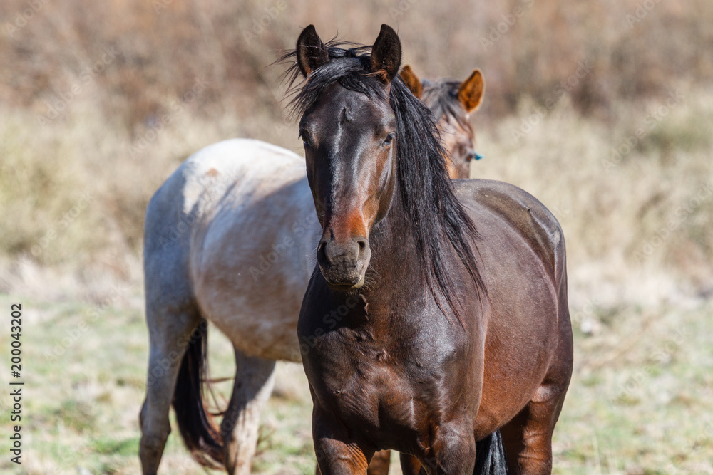 Caballo mirando de frente y yegua detrás. Stock Photo | Adobe Stock