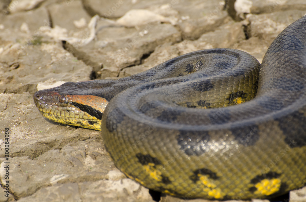 Green Anaconda (Eunectes murinus) Stock Photo | Adobe Stock