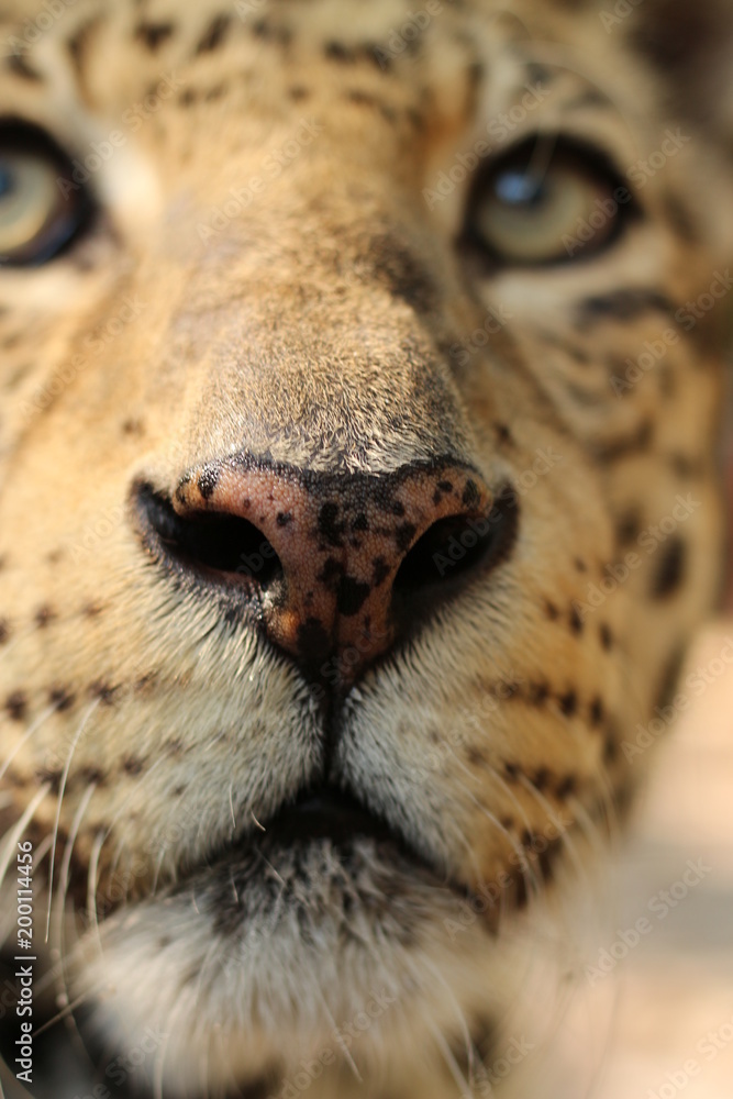 Leopard Nose / Portrait of Face Stock Photo | Adobe Stock