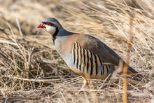 Chukar Bird In Brown Grass Free Stock Photo - Public Domain Pictures