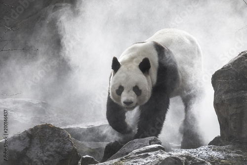 Cute panda Nature Fog - Buy this stock photo and explore similar images ...