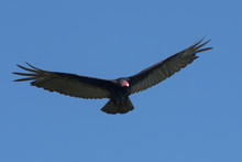 Vulture Free Stock Photo - Public Domain Pictures