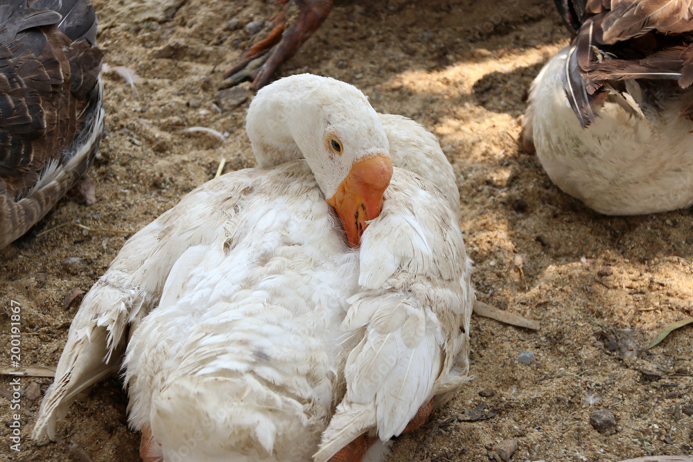 White goose with orange mouth laying down and cleaning the feather on ...