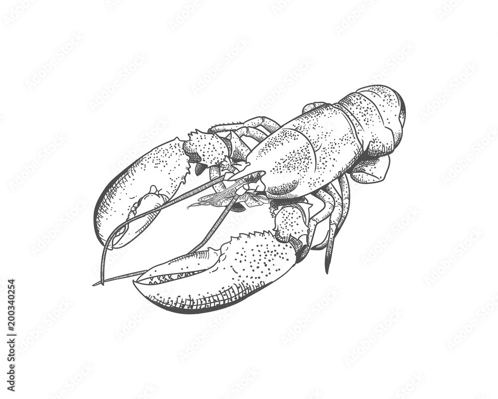 Lobster Realistic Hand Drawn Sketch Illustration Sea Food Vector Stock ...