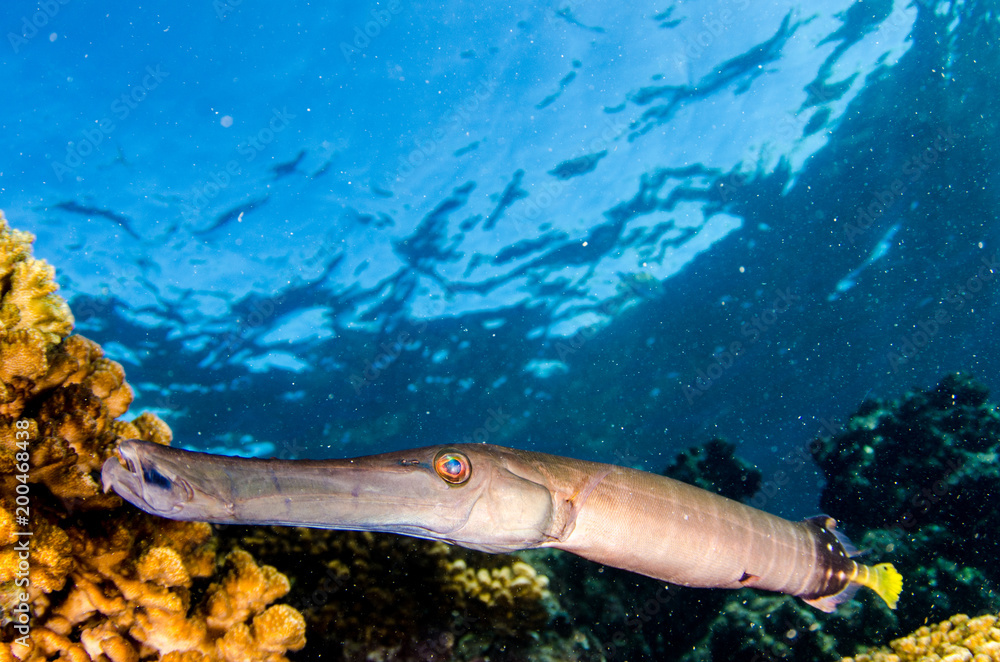 Reef trumpetfish. reefs of the Sea of Cortez, Pacific ocean. Cabo Pulmo ...