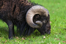 Ouessant Sheep Free Stock Photo - Public Domain Pictures