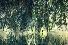 Willow Over Water Free Stock Photo - Public Domain Pictures