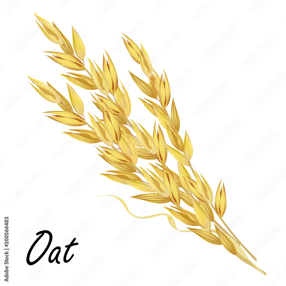 Oat ears. Hand drawn realistic vector illustration isolated on white ...