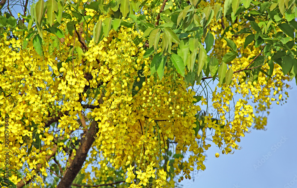 Cluster of Golden shower, Cassia Fistula, flowers in tree. Known as konna in Kerala, India and ...