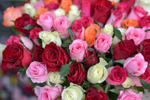 Mixed Roses Free Stock Photo - Public Domain Pictures