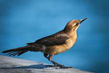 Great Tailed Grackle Bird Free Stock Photo - Public Domain Pictures