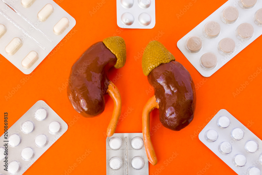 Anatomical models of kidney surrounded by six blister packs with white ...