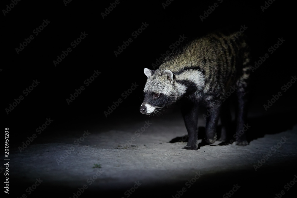 Close up African civet, Civettictis civetta, night photo of wild ...