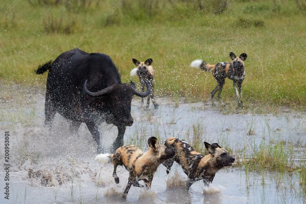 African Wild Dog, Lycaon pictus, pack attacking buffalo calf in water ...