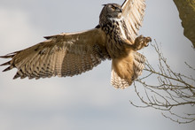 Eurasian Eagle Owl Free Stock Photo - Public Domain Pictures