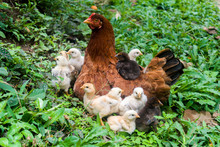 Curious Hen Free Stock Photo - Public Domain Pictures