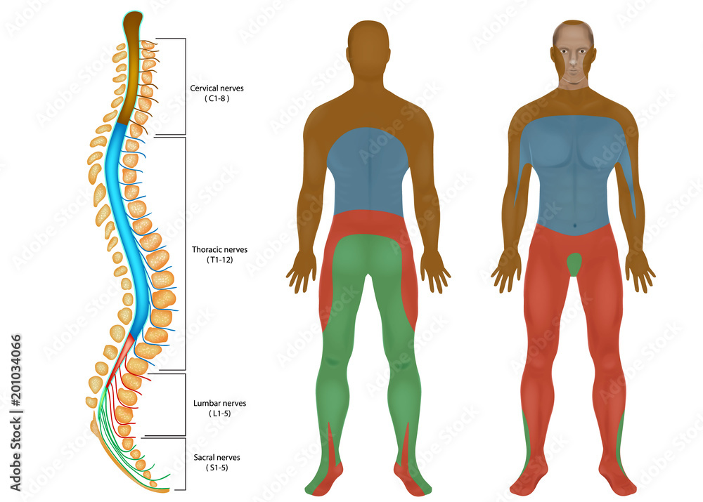 Spinal Nerves Chart. Spinal cord. Peripheral Nervous System. Spinal ...