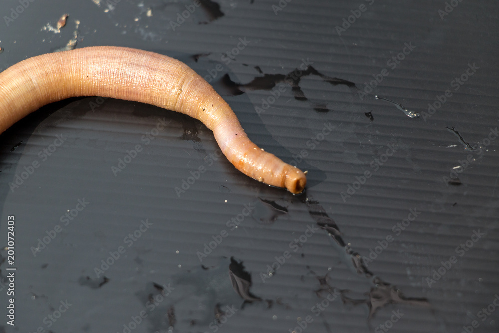 Nemertea is a phylum of invertebrate animals also known as ribbon worms ...