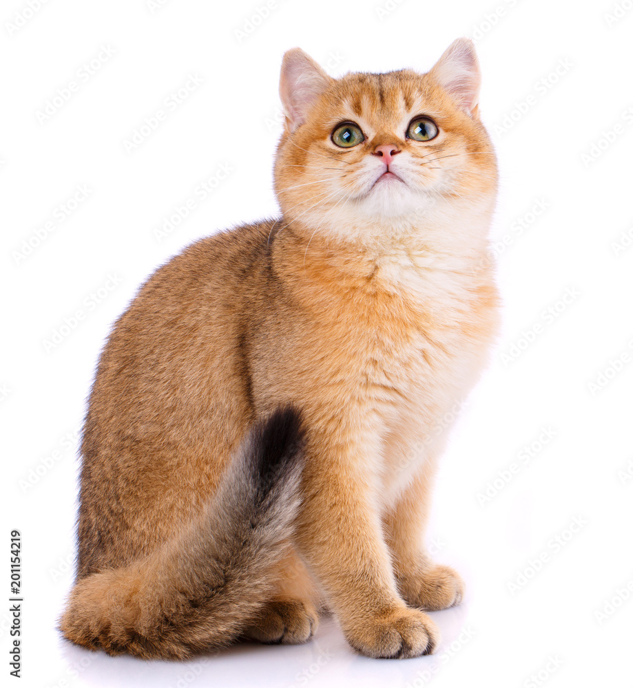 Smooth straight Scottish Cat Stock Photo | Adobe Stock